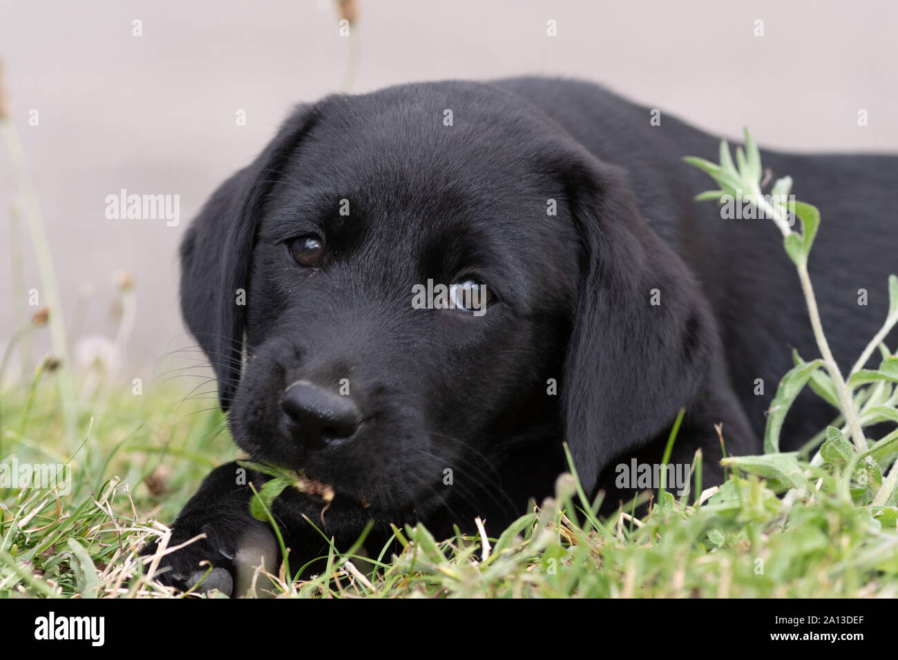 Cute portrait of an 8 week old black Labrador puppy Stock Photo - Alamy