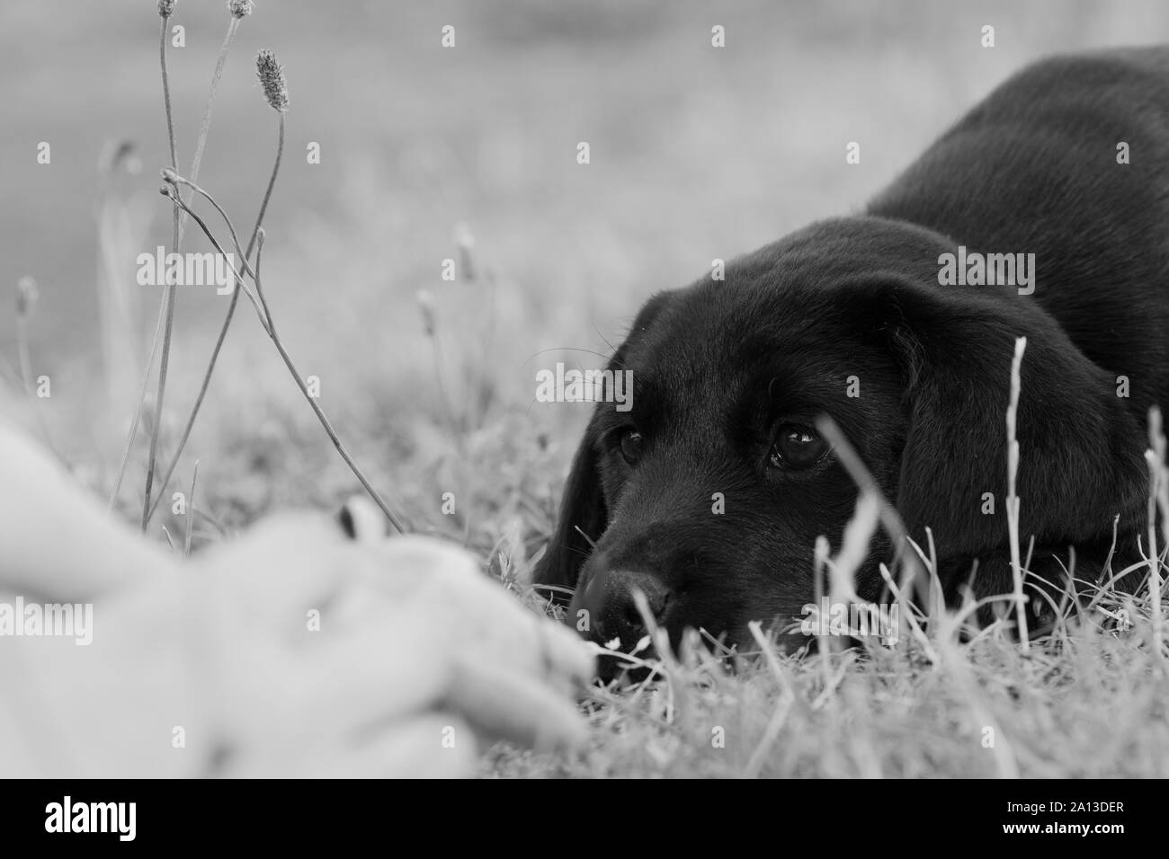 Cute portrait of an 8 week old black Labrador puppy playing with a ...