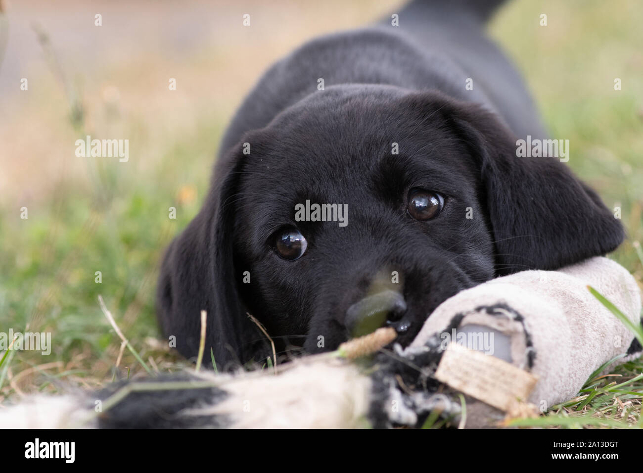 Cute portrait of an 8 week old black Labrador puppy sitting on the ...