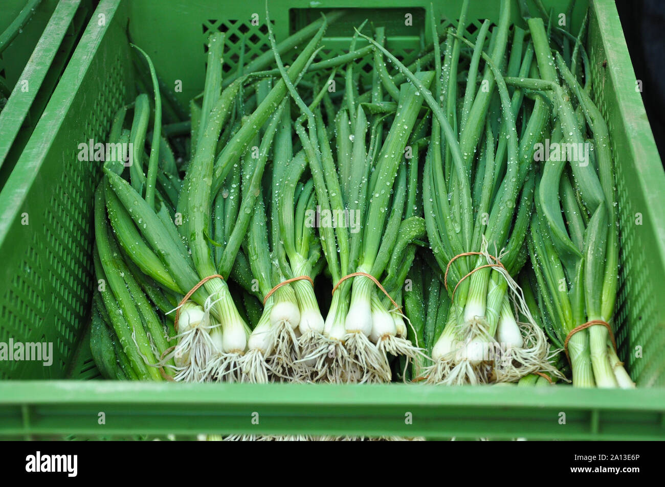 Spring onions in transport box Stock Photo - Alamy