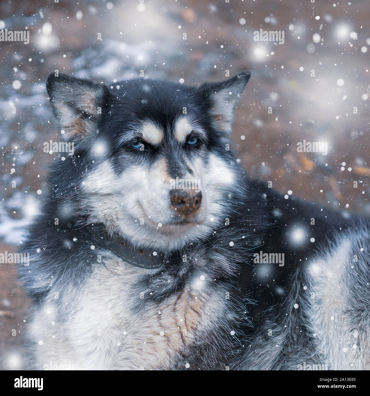 Portrait of a serious husky dog in winter with snowflakes Stock Photo ...