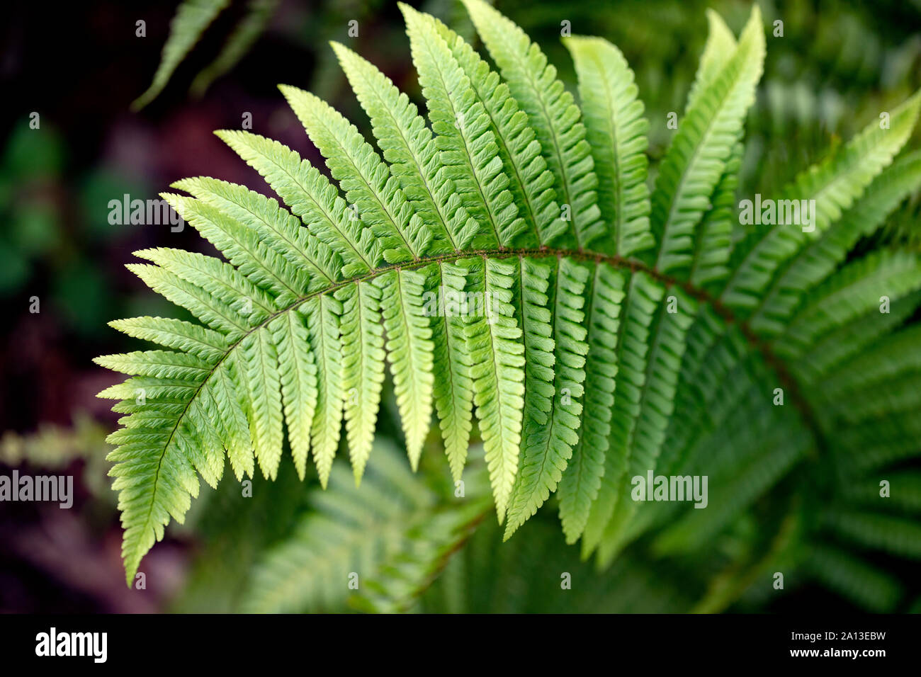 Curved Fern Blade - North Carolina Arboretum, Asheville, North Carolina ...