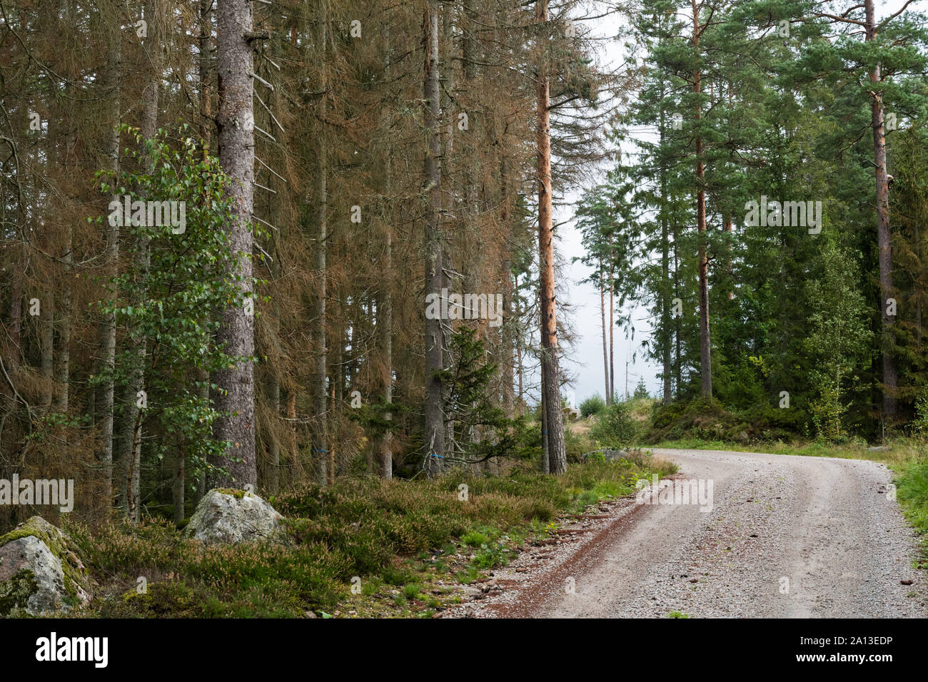 Beetle damaged hi-res stock photography and images - Alamy