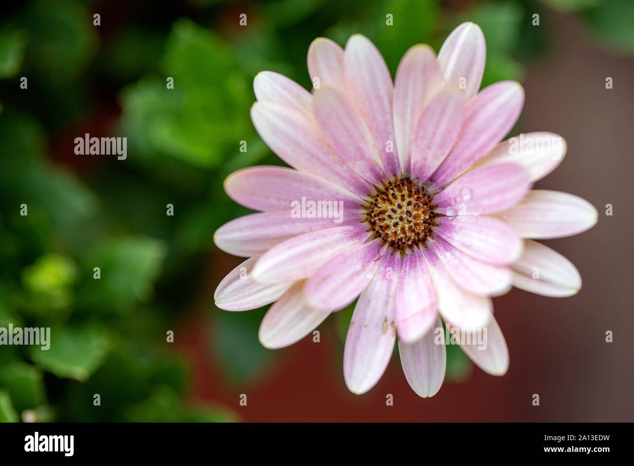 Pink daisy like flower hi-res stock photography and images - Alamy
