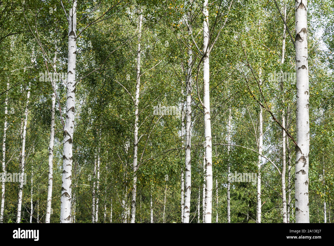 White tree stems in a detail of a beautiful birch tree grove Stock ...