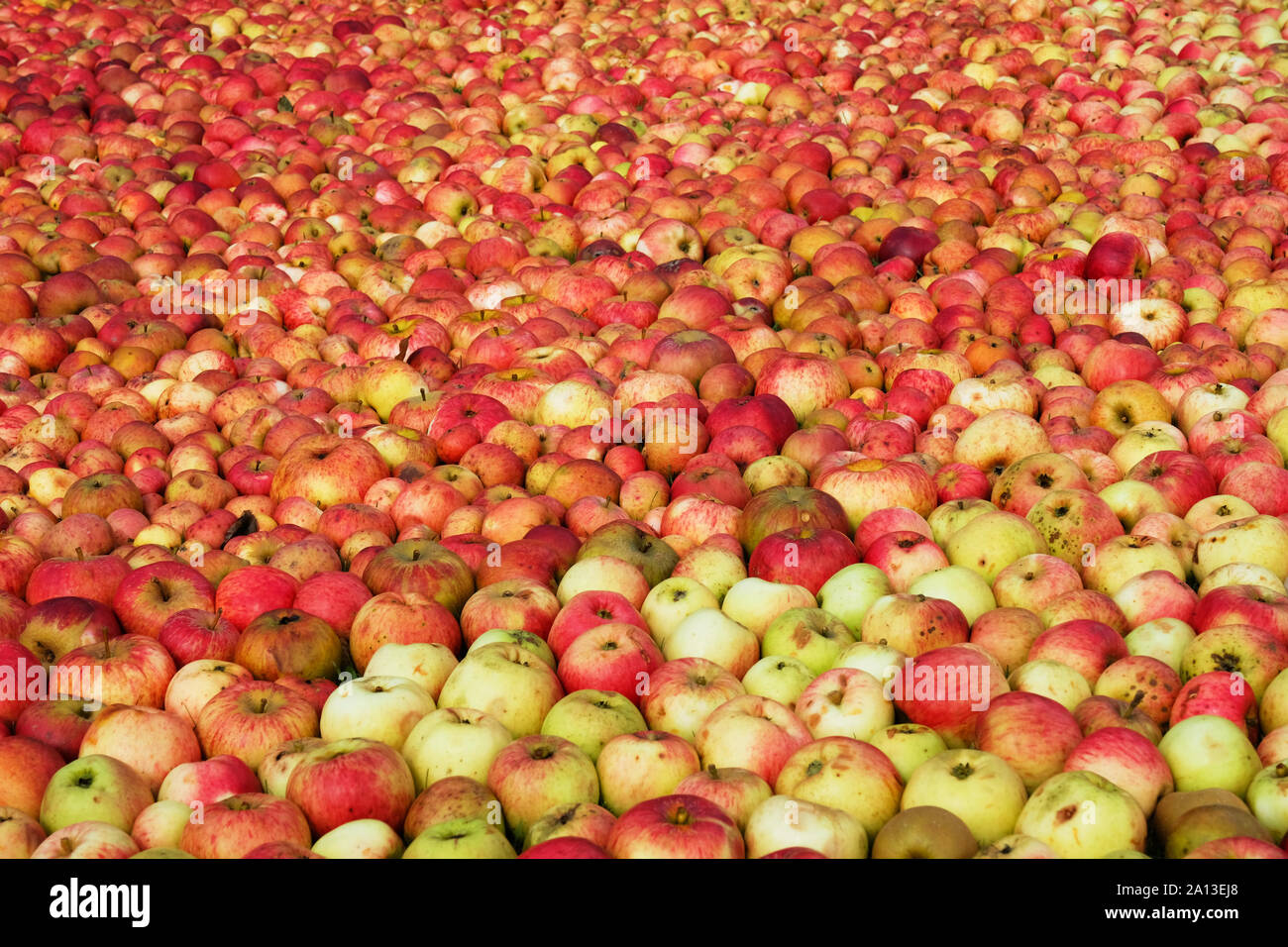 Outdoor image of hundreds of apples lying flat making a full frame ...