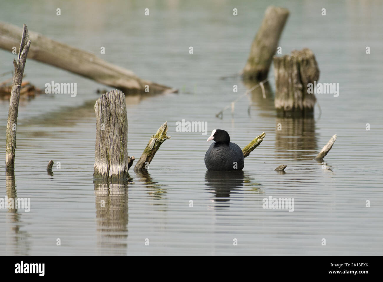 Coot in water hi-res stock photography and images - Alamy