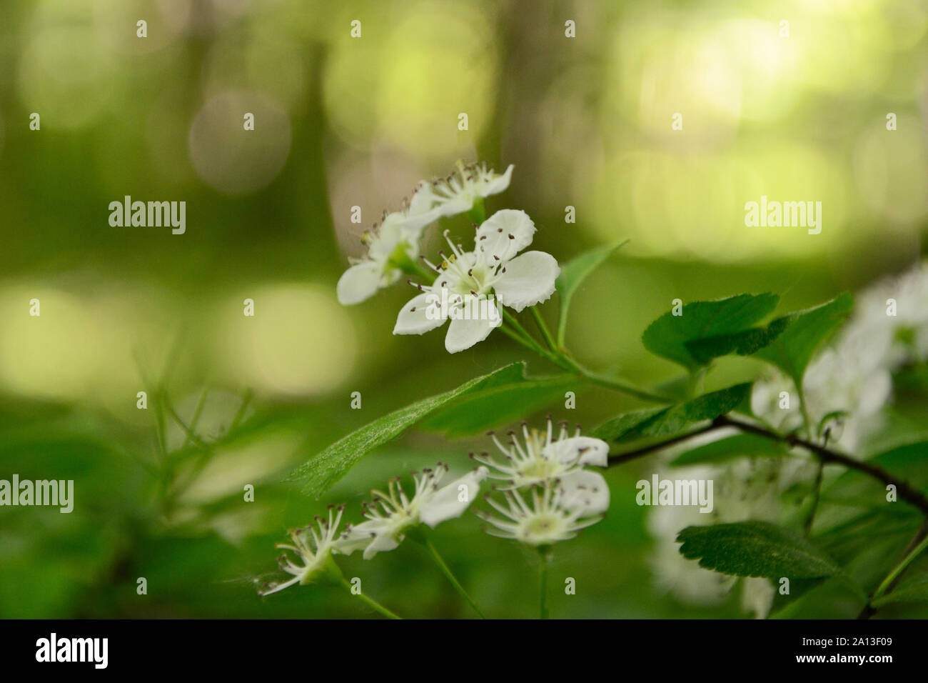 Hawthorn benefits hi-res stock photography and images - Alamy