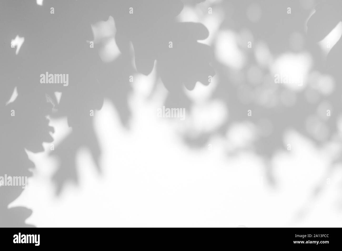 Overlay effect for photo. Gray shadow of the oak tree leaves on a white ...
