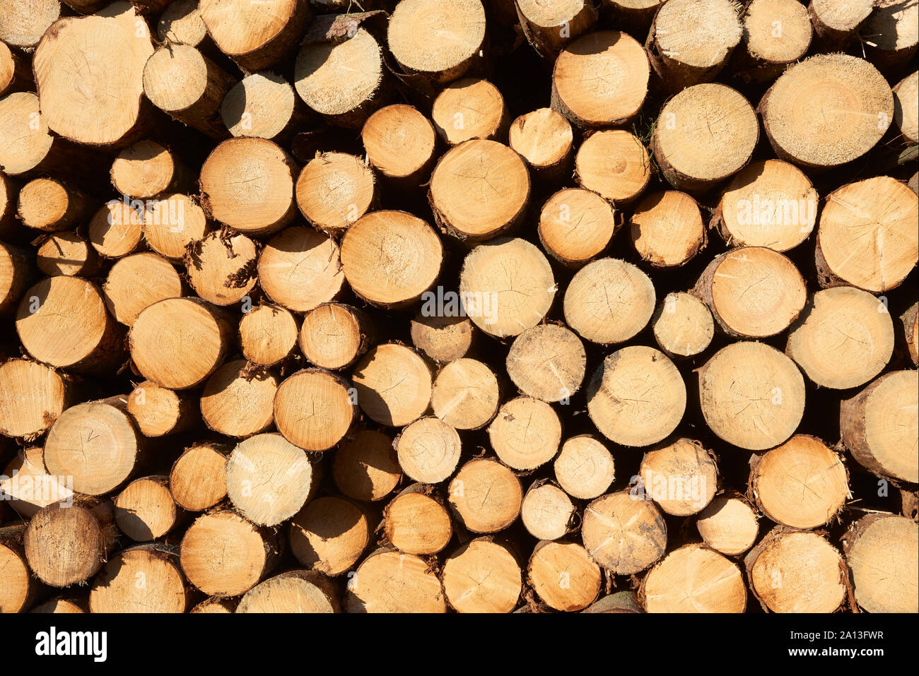 Woodpile of freshly harvested spruce logs. Trunks of trees cut and ...