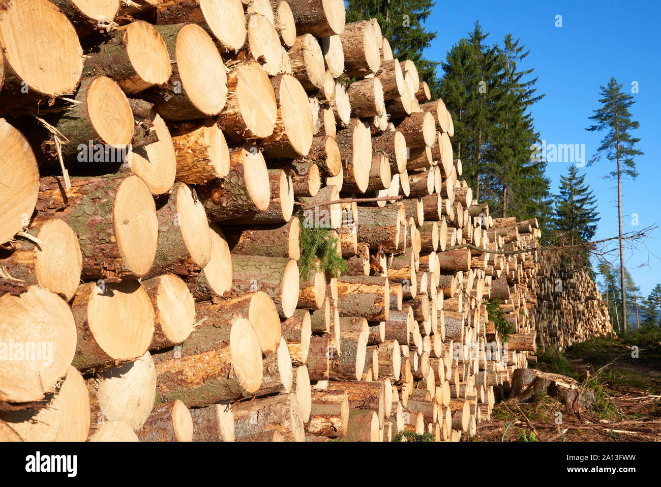Woodpile of freshly harvested spruce logs. Trunks of trees cut and ...