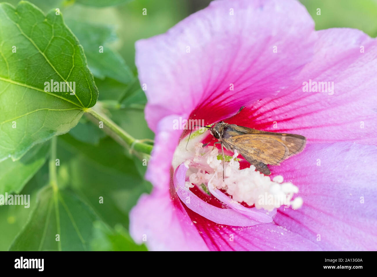 Pollenator hi-res stock photography and images - Alamy