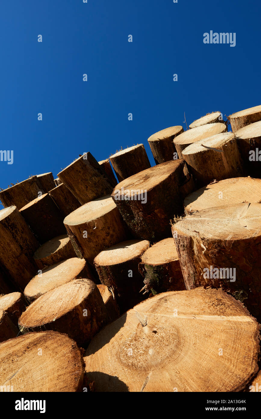 Woodpile of freshly harvested spruce logs. Trunks of trees cut and ...