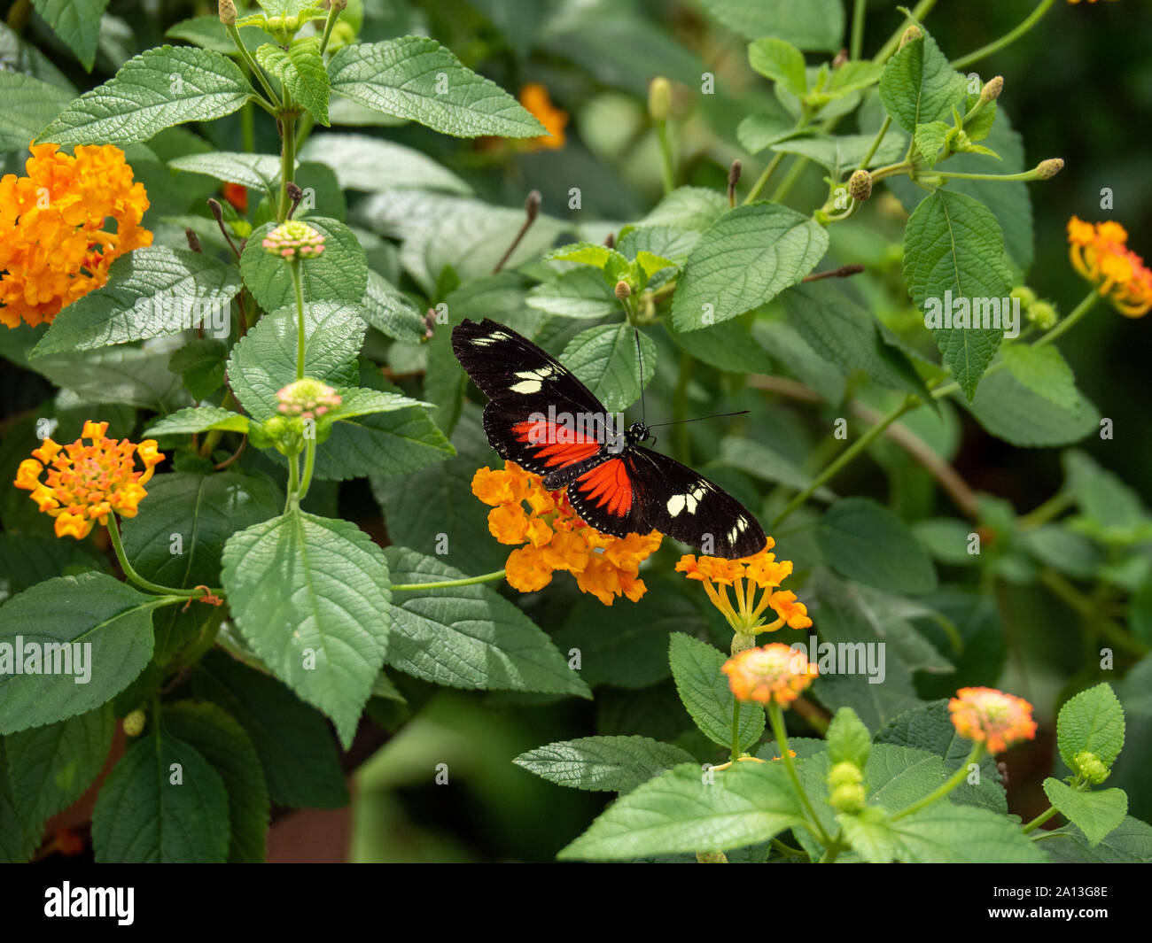 Black doris pollinator hi-res stock photography and images - Alamy