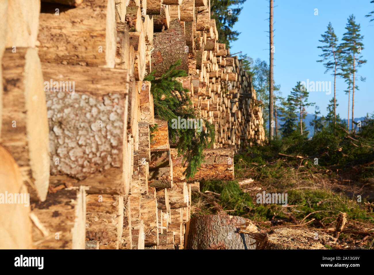 Woodpile of freshly harvested spruce logs. Trunks of trees cut and ...