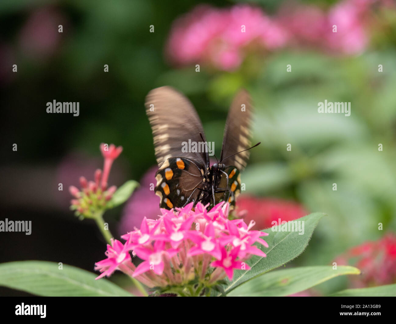 Butterfly feeding on a pink flower Stock Photo - Alamy