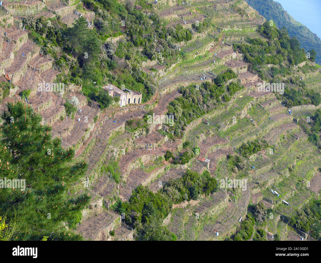 Farming terraces, Cinque Terre, Liguria, Italy, Europe Stock Photo - Alamy