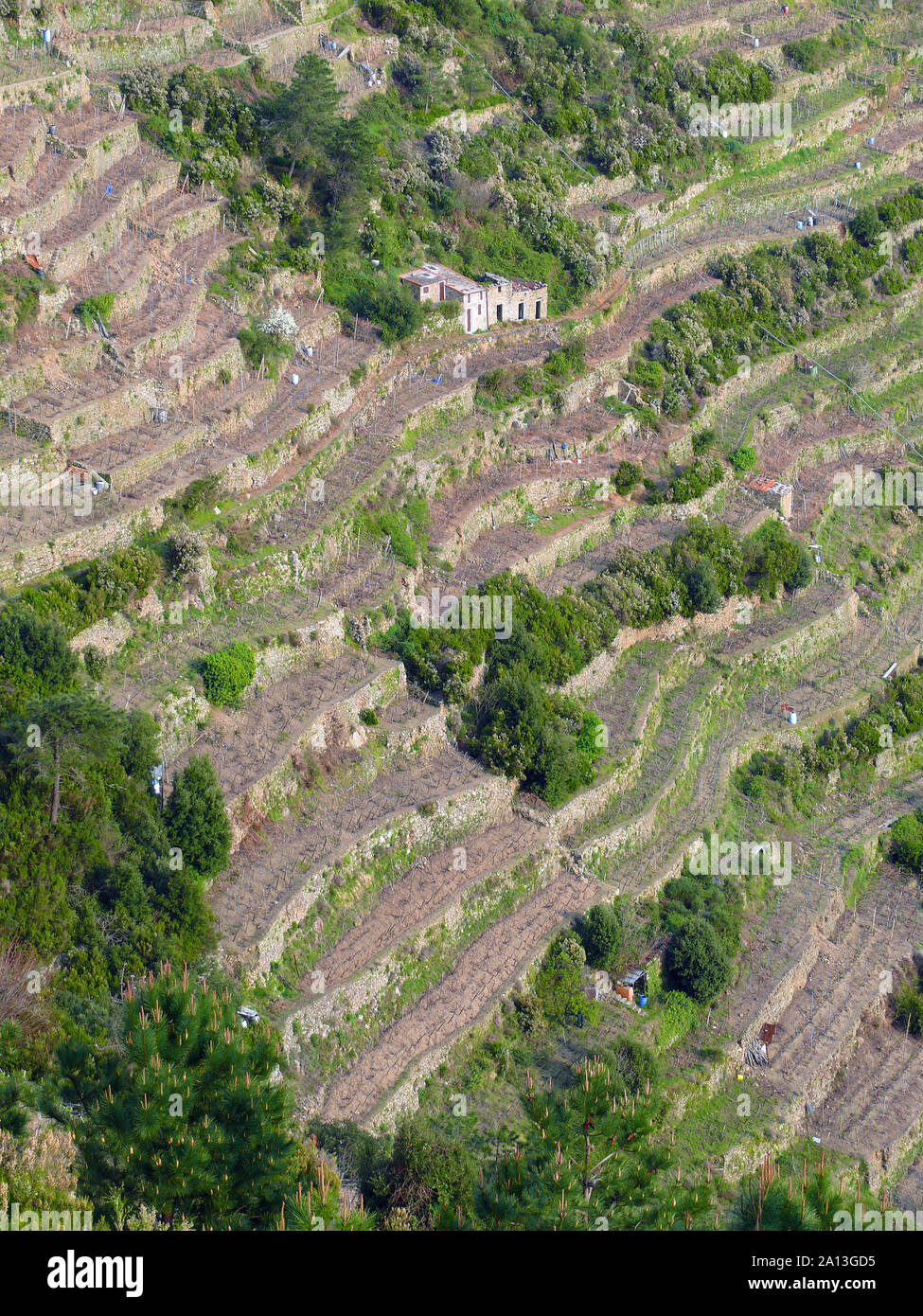 Farming terraces, Cinque Terre, Liguria, Italy, Europe Stock Photo - Alamy