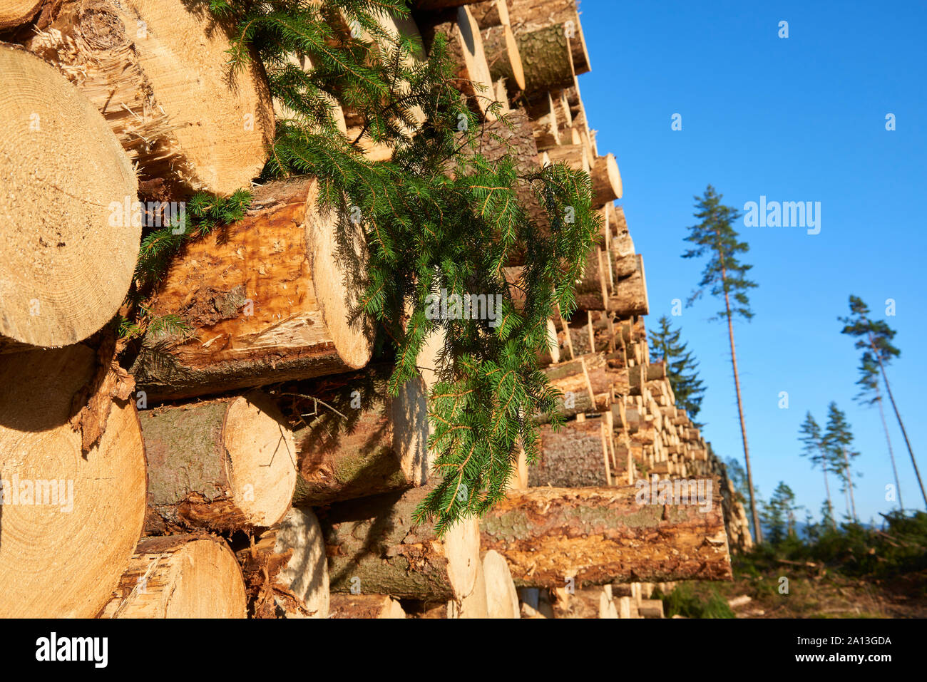 Woodpile of freshly harvested spruce logs. Trunks of trees cut and ...