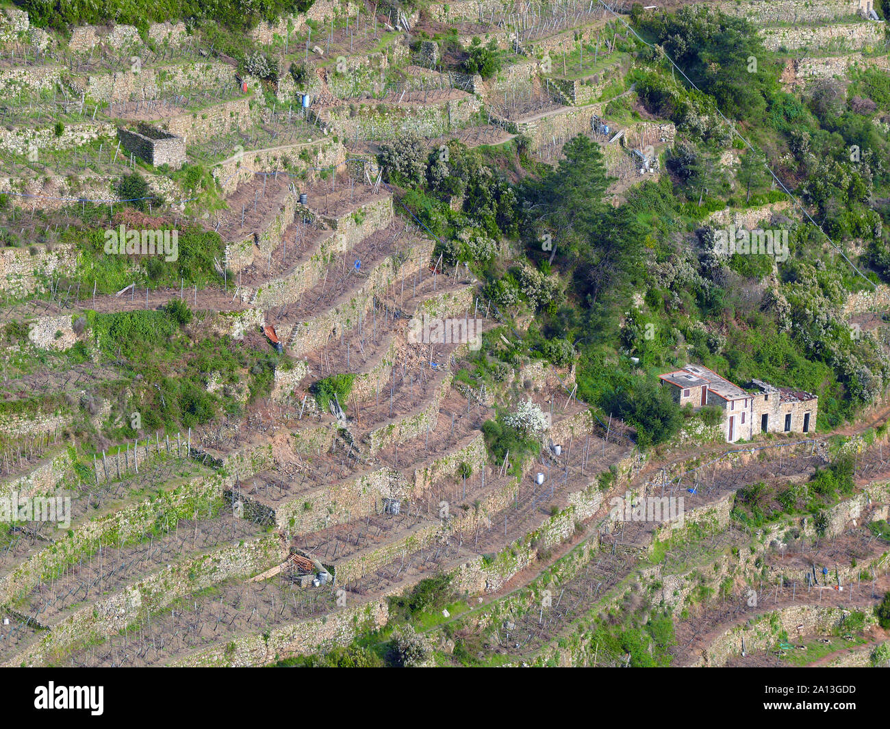 Cinque terre terraces in liguria hi-res stock photography and images ...