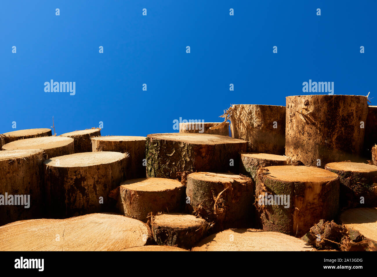 Woodpile of freshly harvested spruce logs. Trunks of trees cut and ...