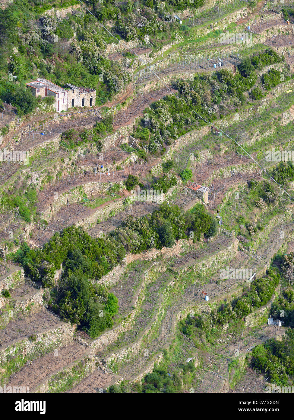 Farming terraces, Cinque Terre, Liguria, Italy, Europe Stock Photo - Alamy