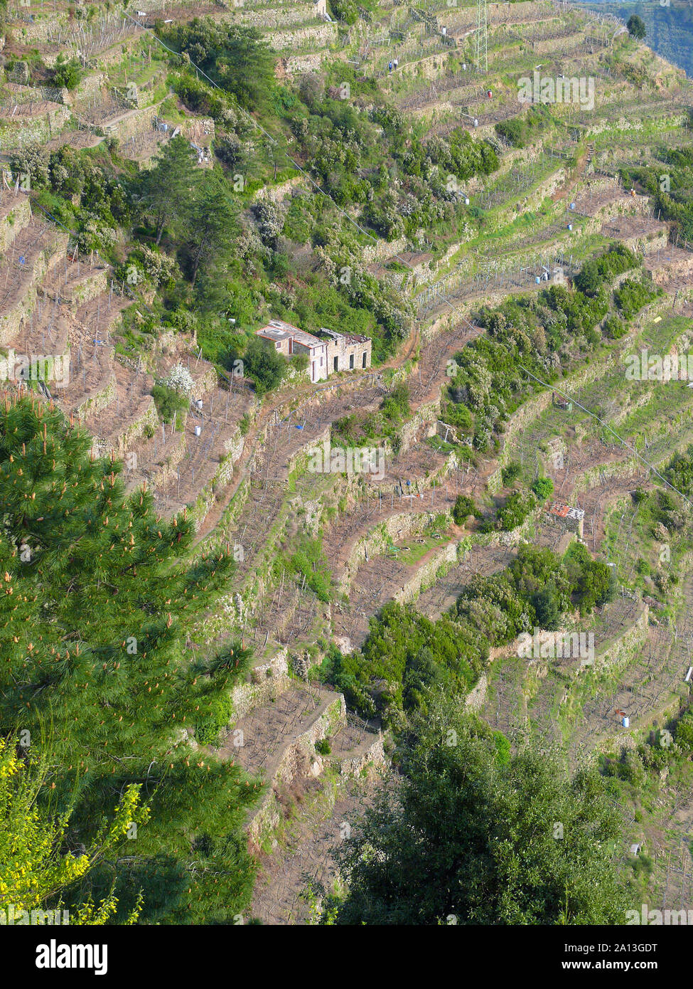 Farming terraces, Cinque Terre, Liguria, Italy, Europe Stock Photo - Alamy