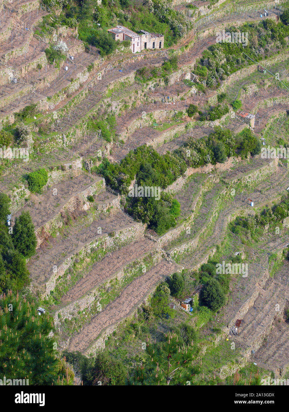Farming terraces, Cinque Terre, Liguria, Italy, Europe Stock Photo - Alamy