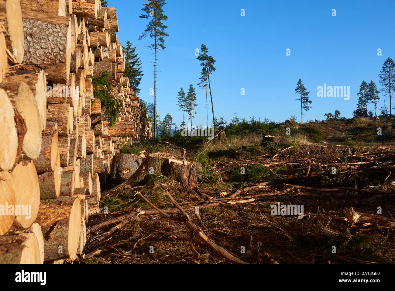 Woodpile of freshly harvested spruce logs. Trunks of trees cut and ...