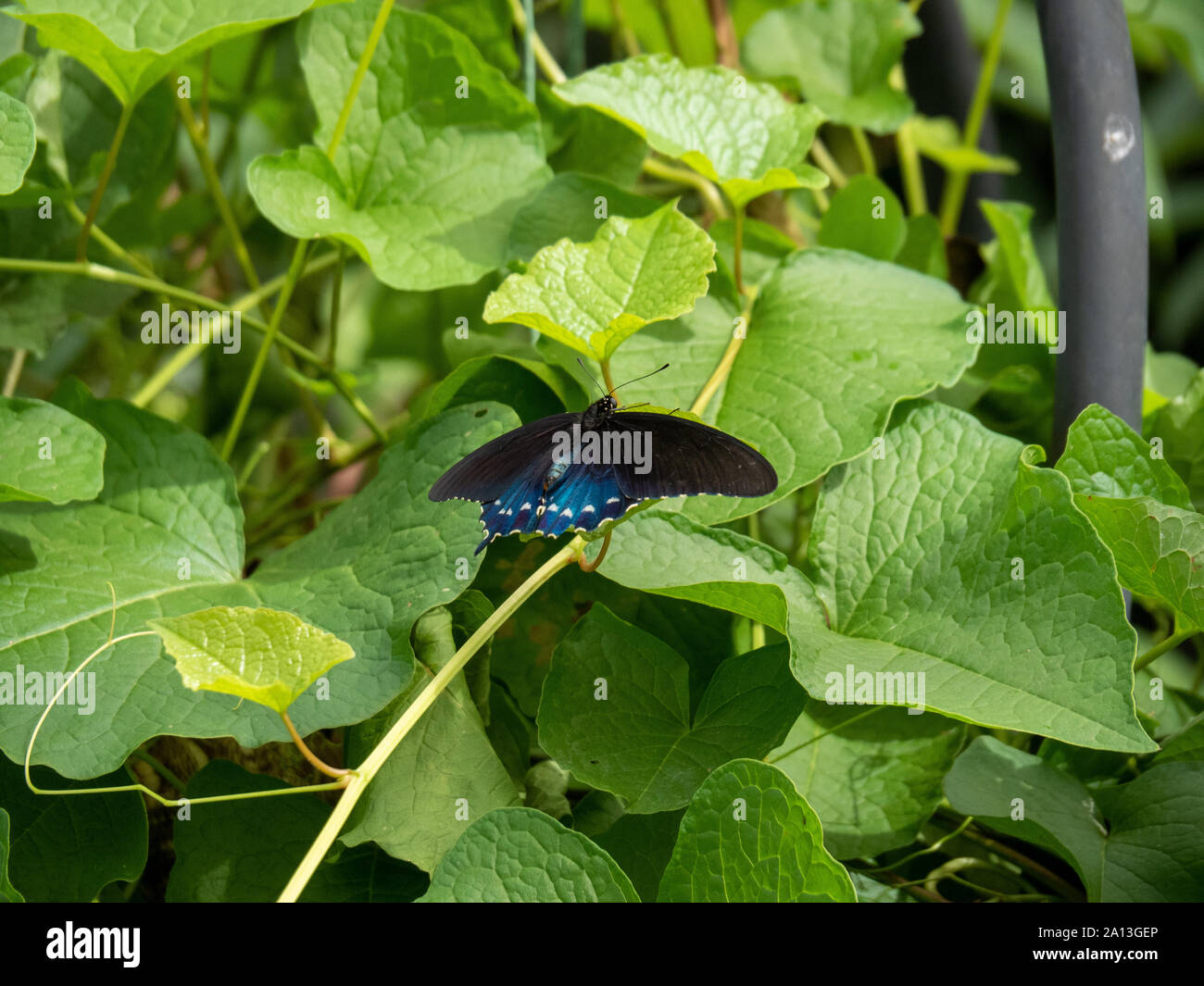Queen swallowtail hi-res stock photography and images - Alamy