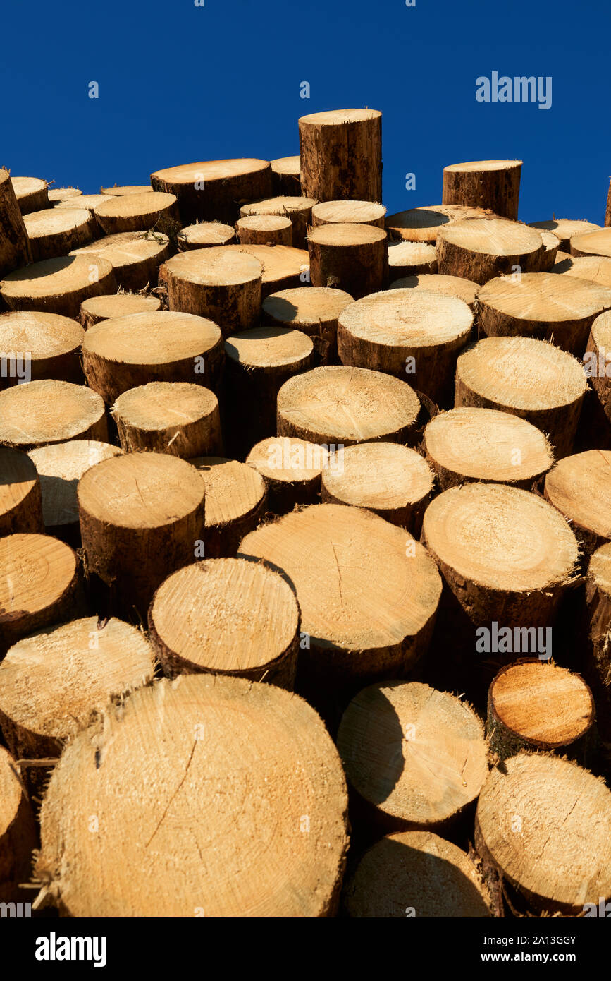 Woodpile of freshly harvested spruce logs. Trunks of trees cut and ...