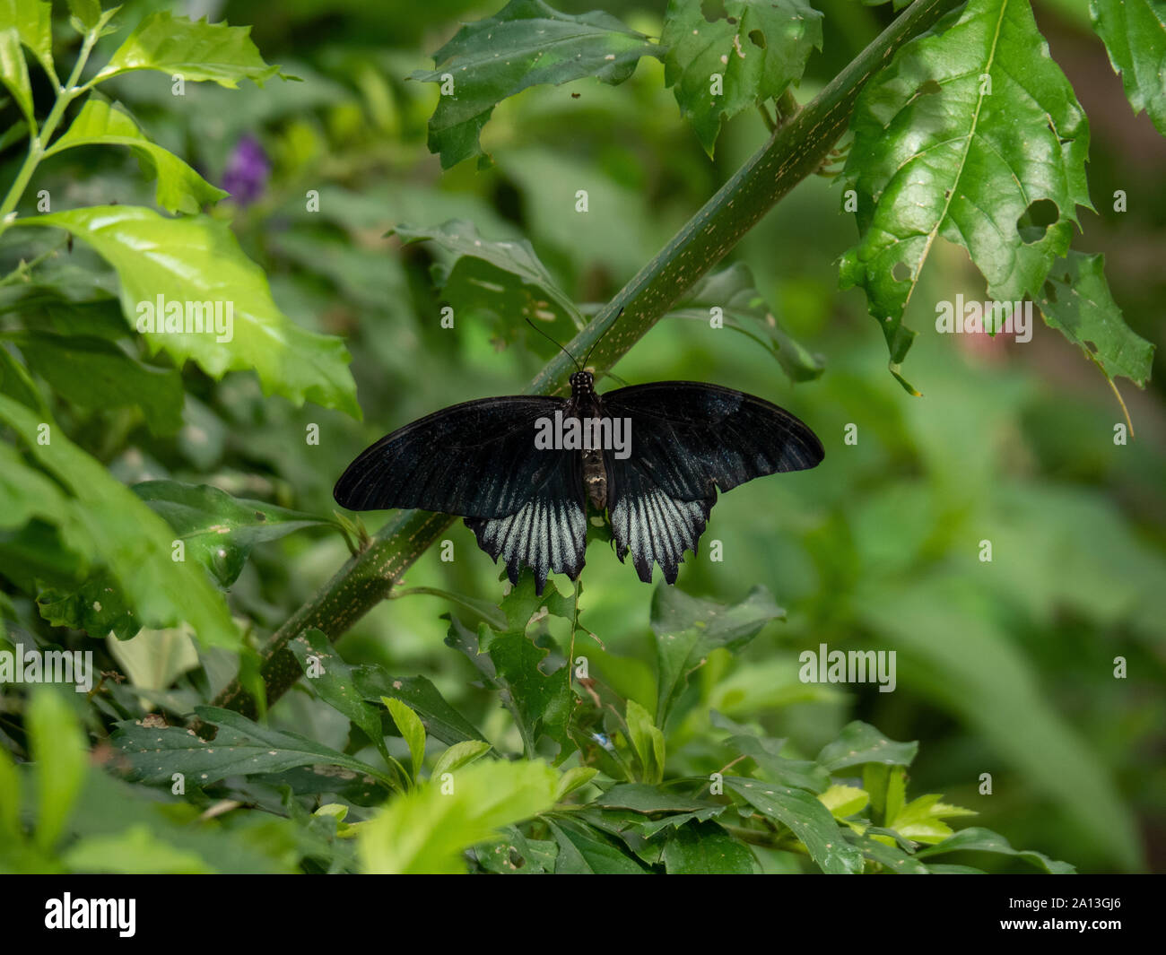 Male Great Yellow Mormon Butterfly on vine Stock Photo - Alamy