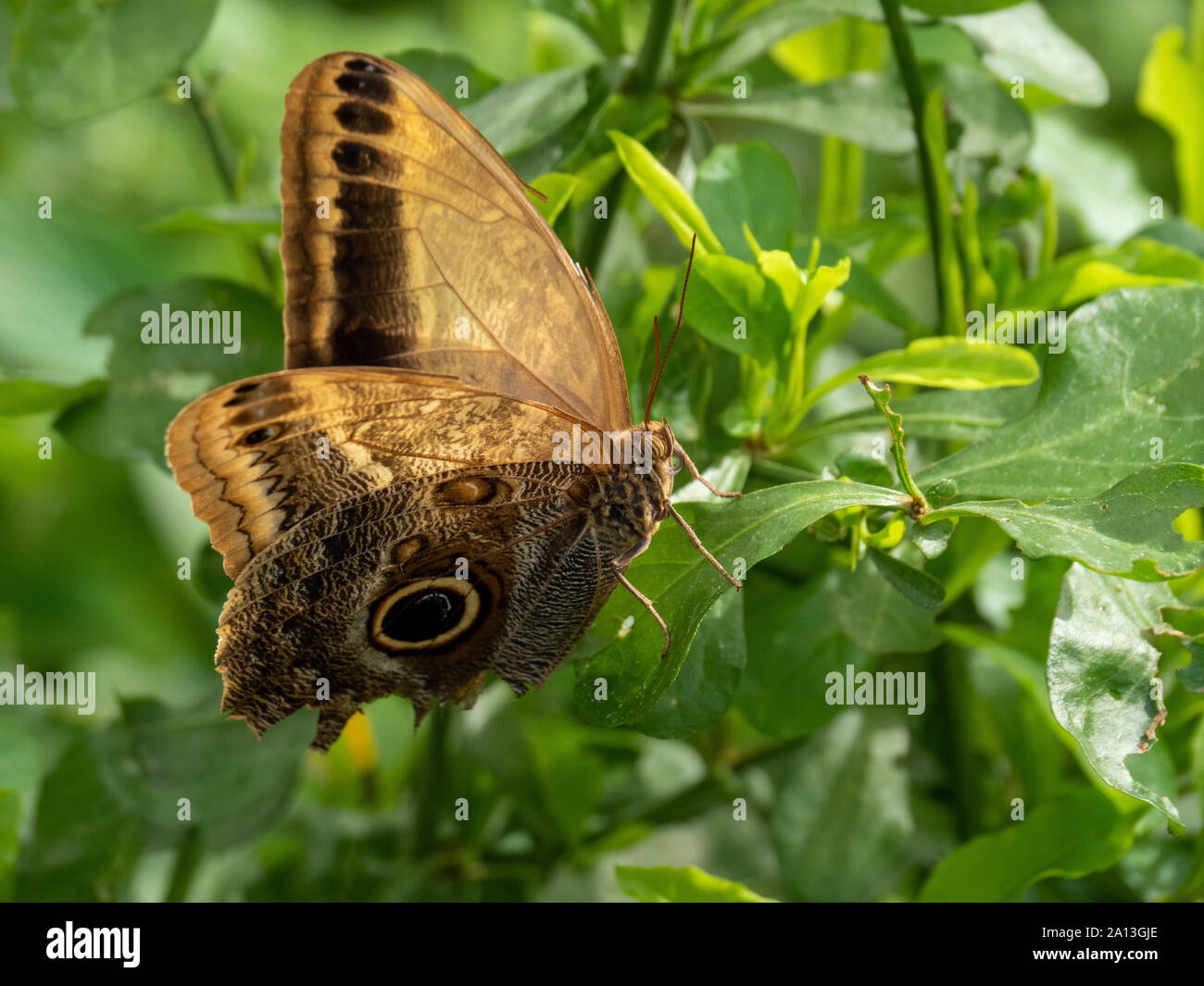 Mounrnful hi-res stock photography and images - Alamy