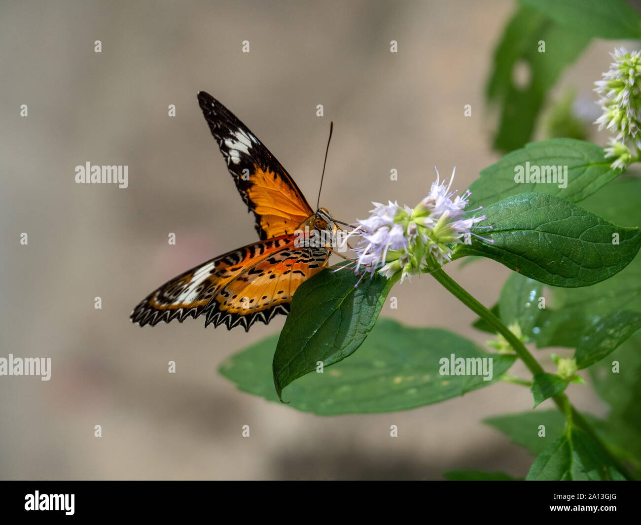 Purple leopard hi-res stock photography and images - Alamy