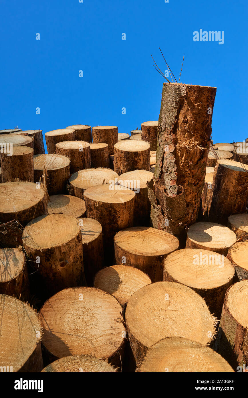 Woodpile of freshly harvested spruce logs. Trunks of trees cut and ...