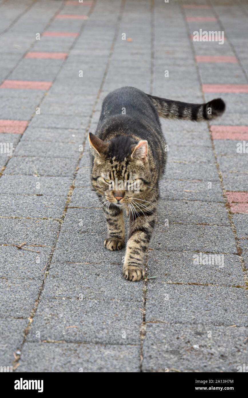 Angry cat claws hi-res stock photography and images - Alamy