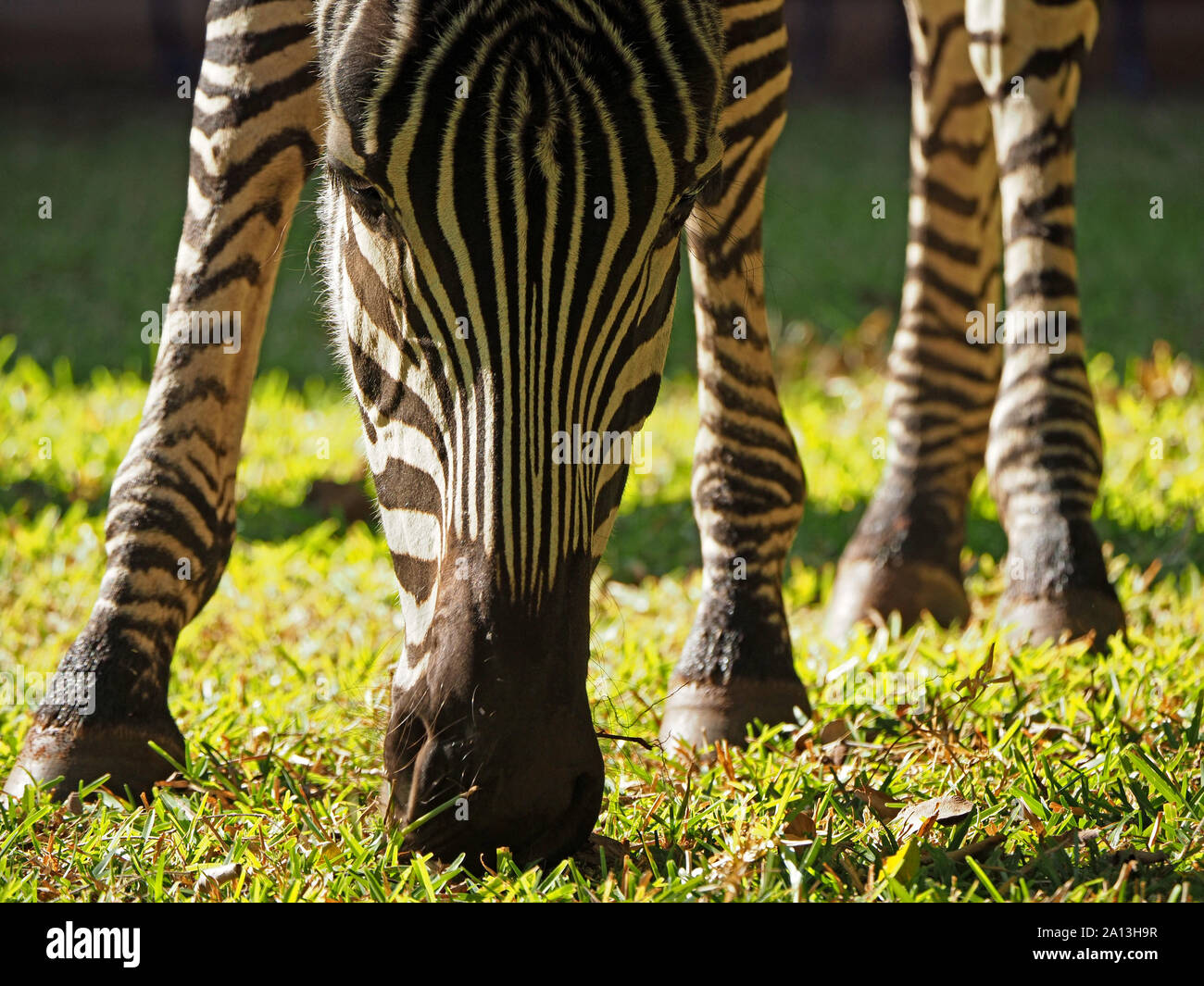 close up of stripes on head and legs of plains zebra (Equus quagga) in ...