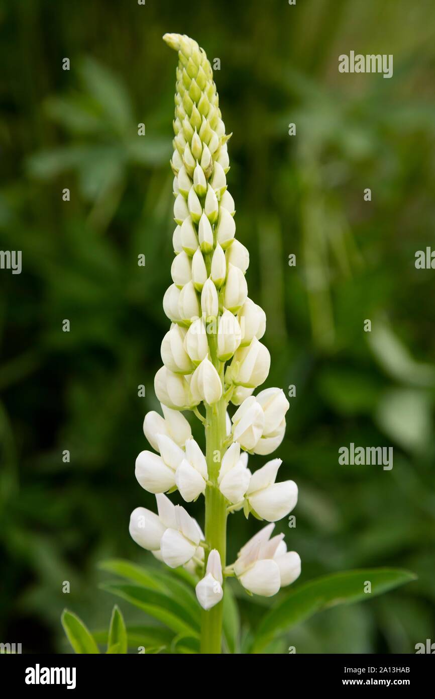 White lupin hi-res stock photography and images - Alamy