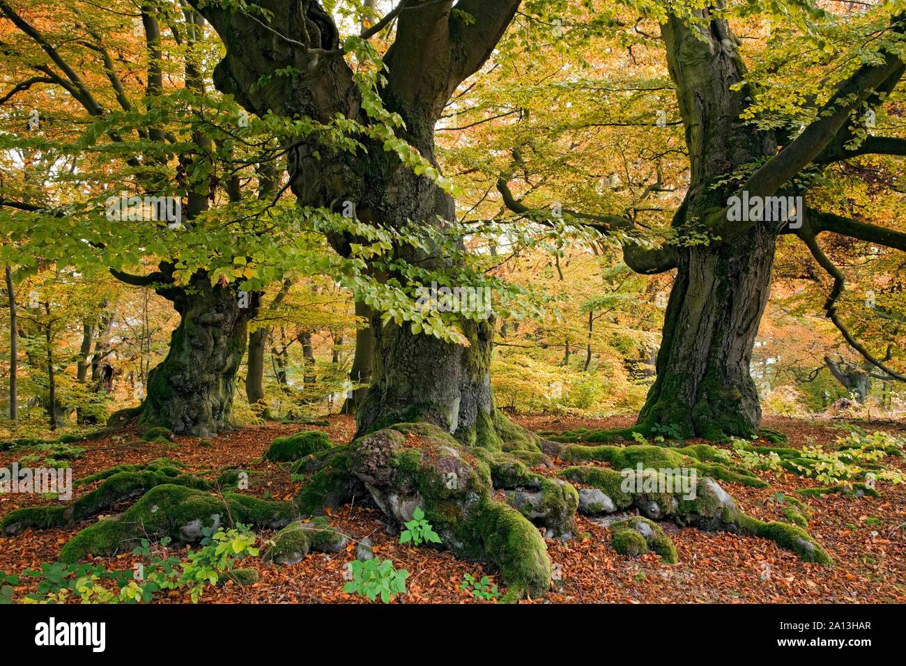 Kellerwald national park hi-res stock photography and images - Alamy