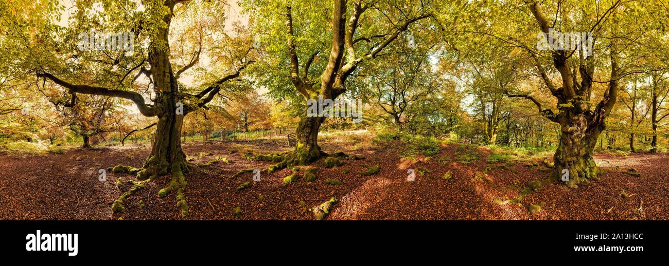 Panorama in the kellerwald national park hi-res stock photography and ...