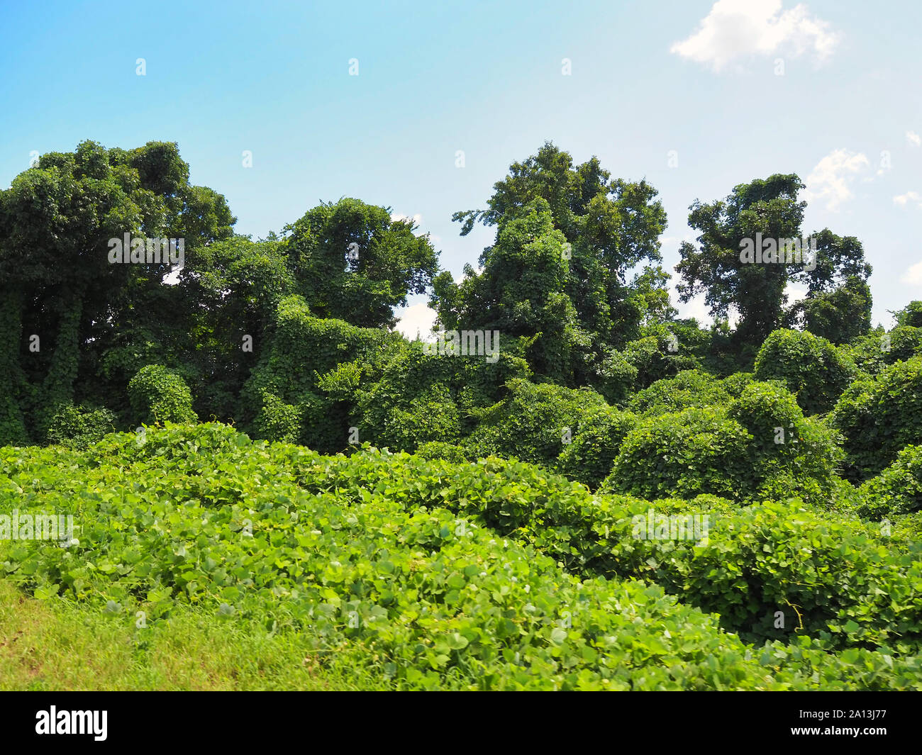Fast growing invasive species hi-res stock photography and images - Alamy