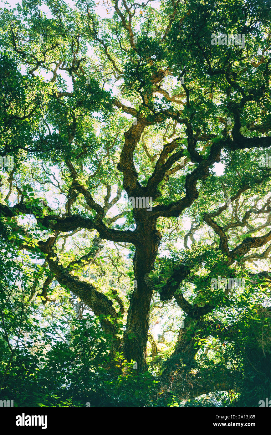Oak tree crown against the sky. Sunlight streaming through the crown ...