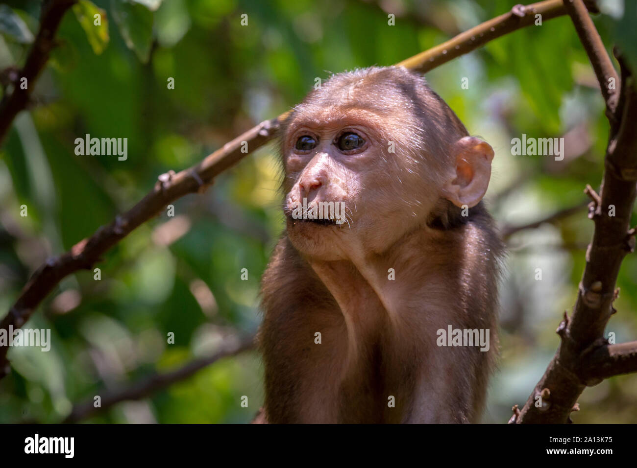 Stump-tailed macaque, (Macaca arctoides Stock Photo - Alamy