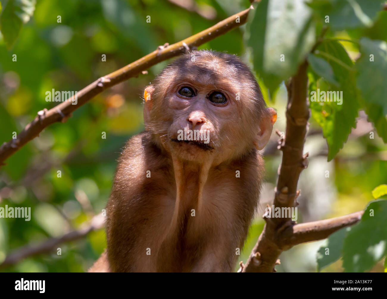 Stump-tailed macaque, (Macaca arctoides Stock Photo - Alamy