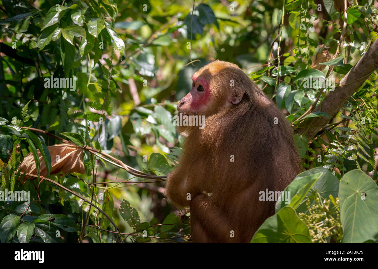 Stump-tailed macaque, (Macaca arctoides Stock Photo - Alamy