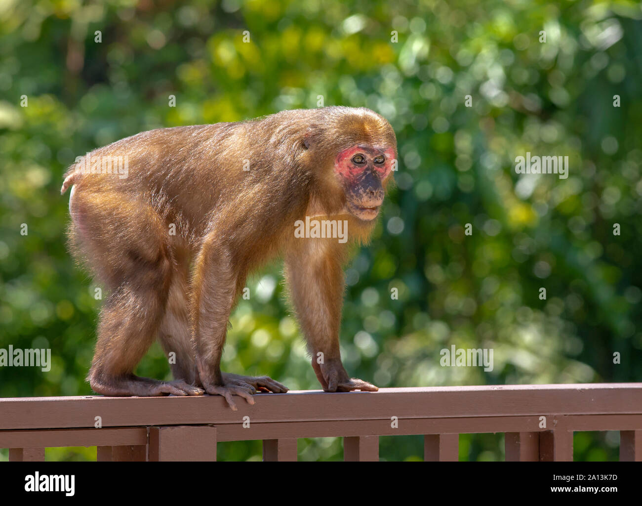 Stump-tailed macaque, (Macaca arctoides Stock Photo - Alamy
