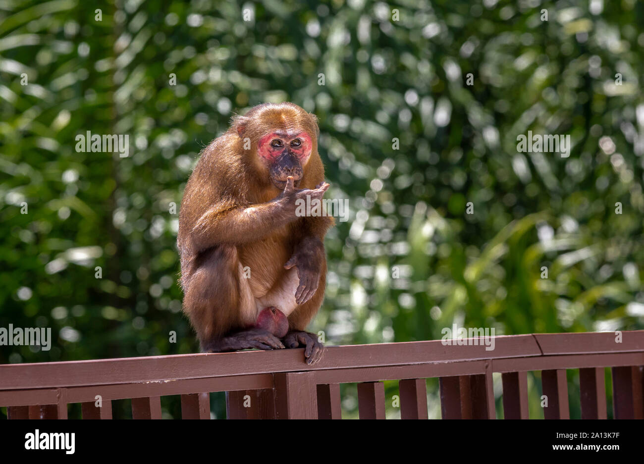 Stump-tailed macaque, (Macaca arctoides Stock Photo - Alamy