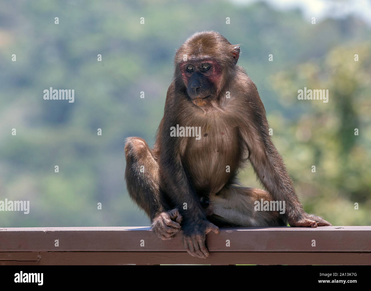 Stump-tailed macaque, (Macaca arctoides Stock Photo - Alamy