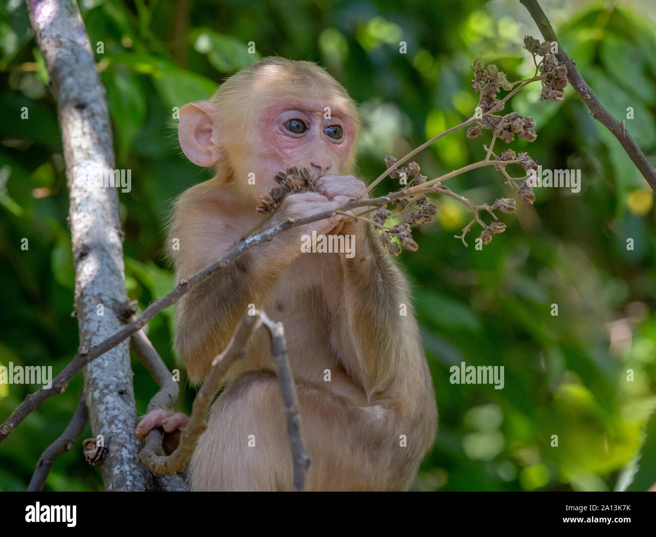 Stump-tailed macaque, (Macaca arctoides Stock Photo - Alamy