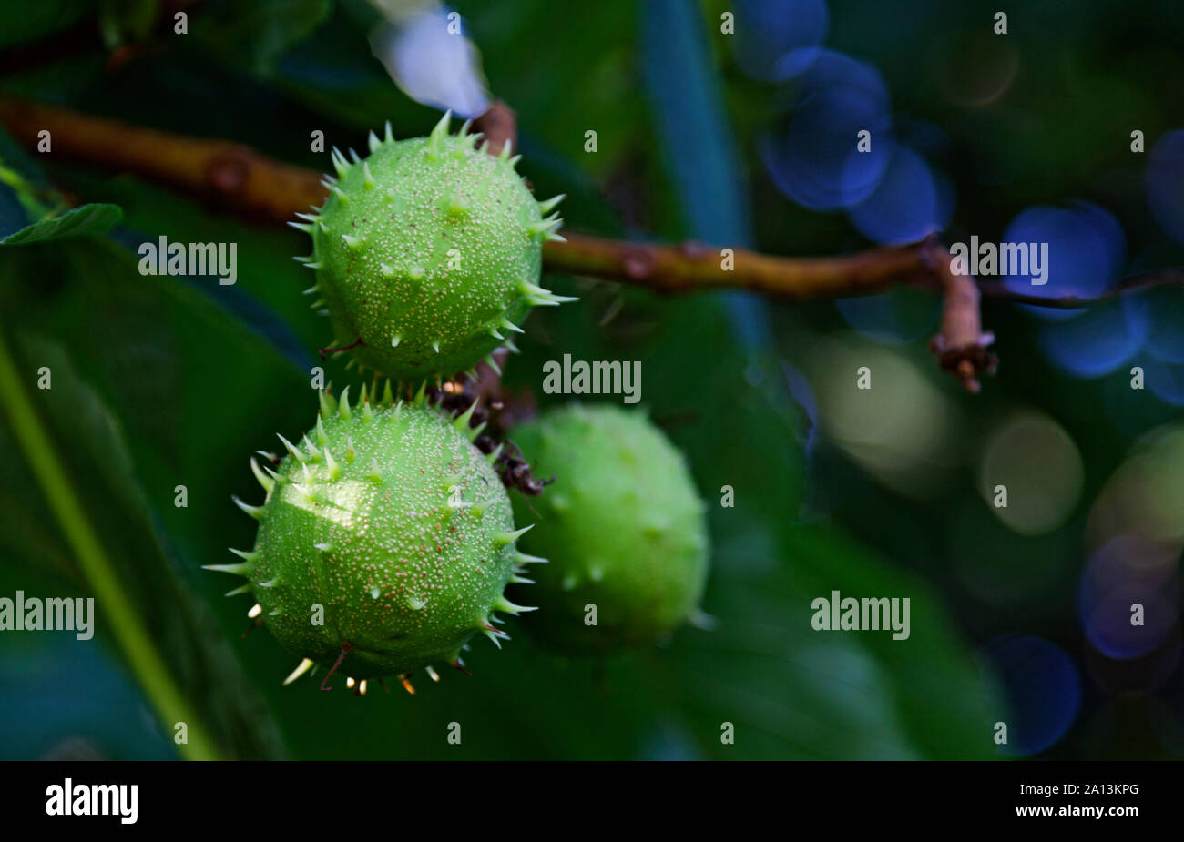 Thorn in the flesh hi-res stock photography and images - Alamy